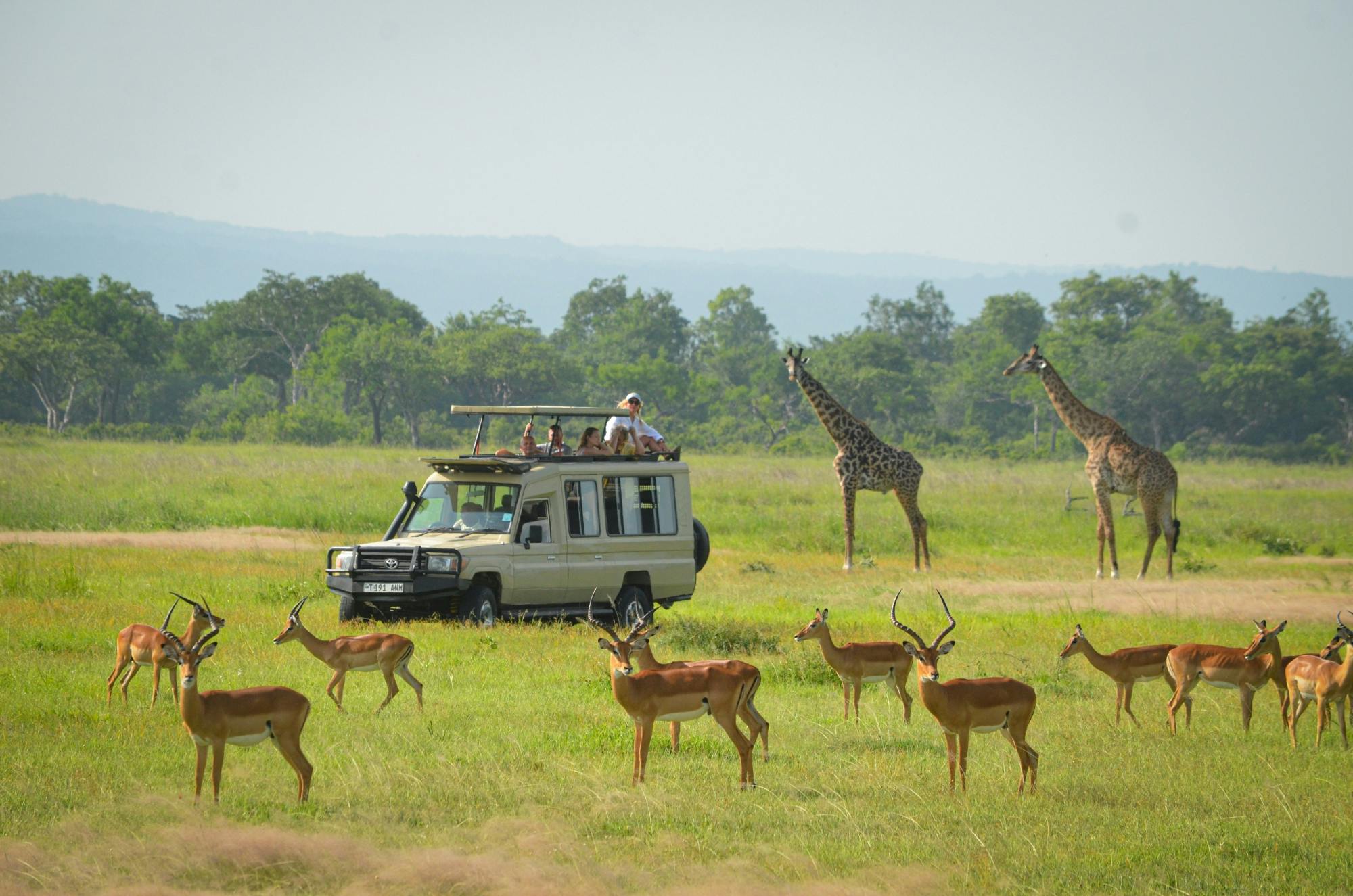Mikumi National Park - Serengeti African Tours